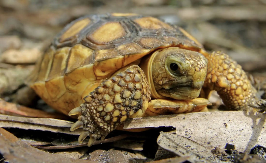 SCCF to offer gopher tortoise walk - SANIBEL-CAPTIVA - Island Reporter ...